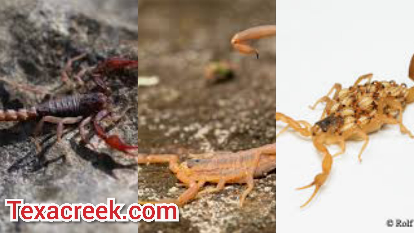12 Types Of Scorpions In Texas - Texas Today