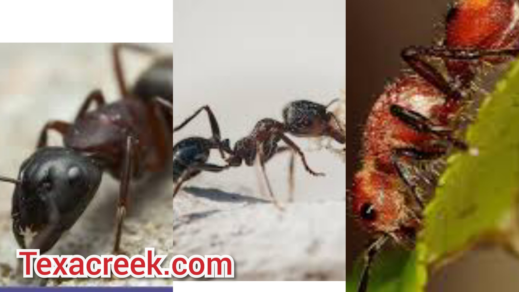 12 Types Of Ants In Texas - Texas Today