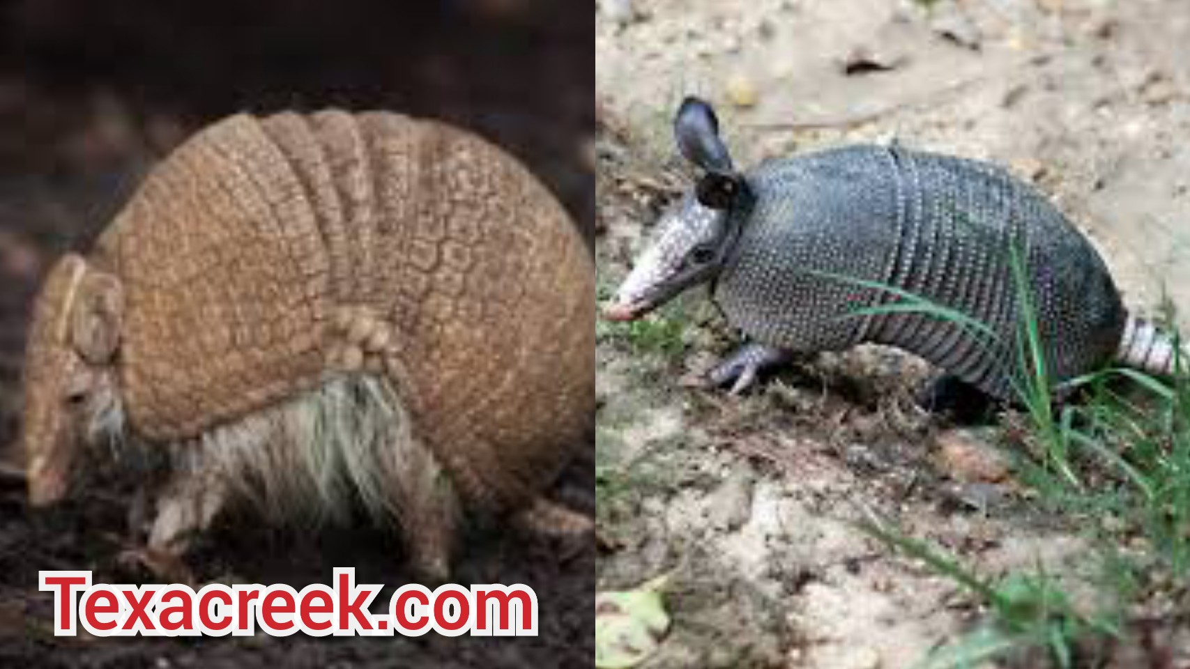 12 Types Of Armadillos In Texas - Texas Today