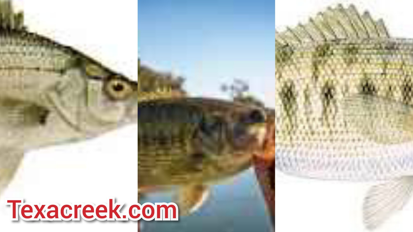 6 Types Of Bass In Texas - Texas Today