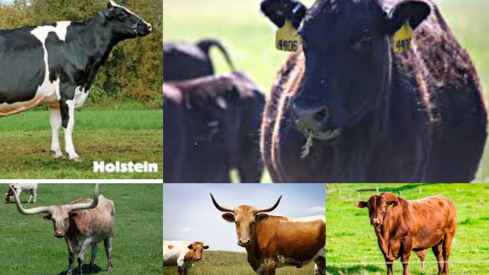 6 Types Of Cows In Texas - Texas Today