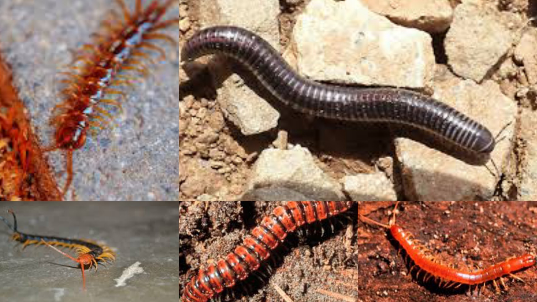 5 Types Of Centipedes In Texas - Texas Today