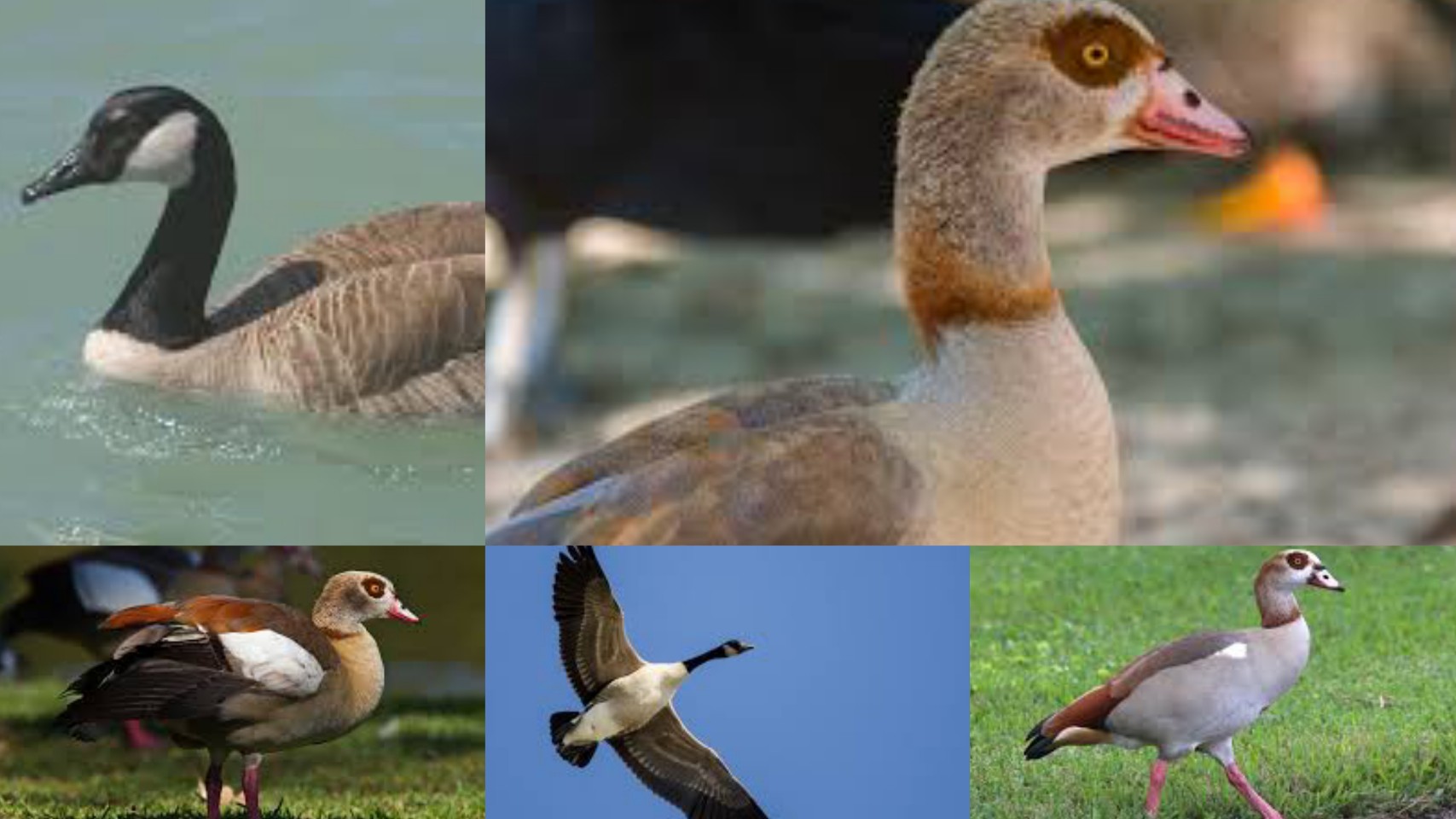 12 Types Of Geese In Texas - Texas Today