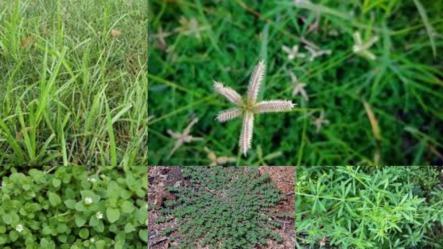 20 Types Of Grass Weeds In Texas - Texas Today