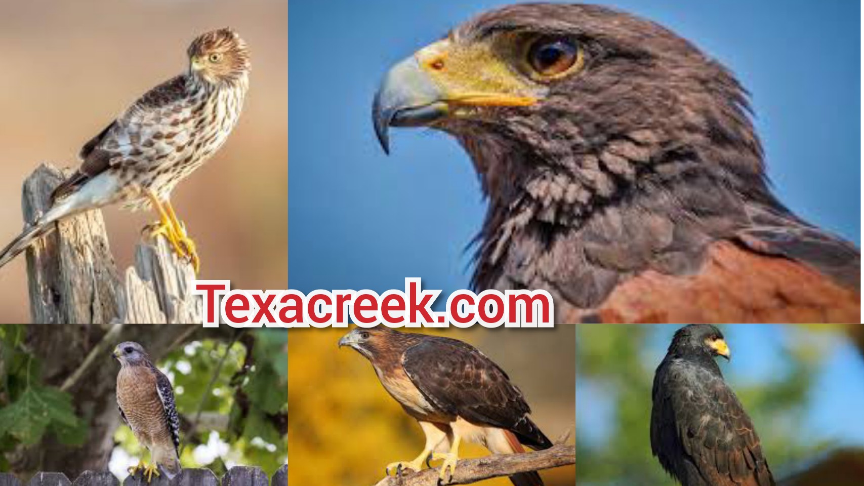 20 Types Of Hawks In Texas - Texas Today