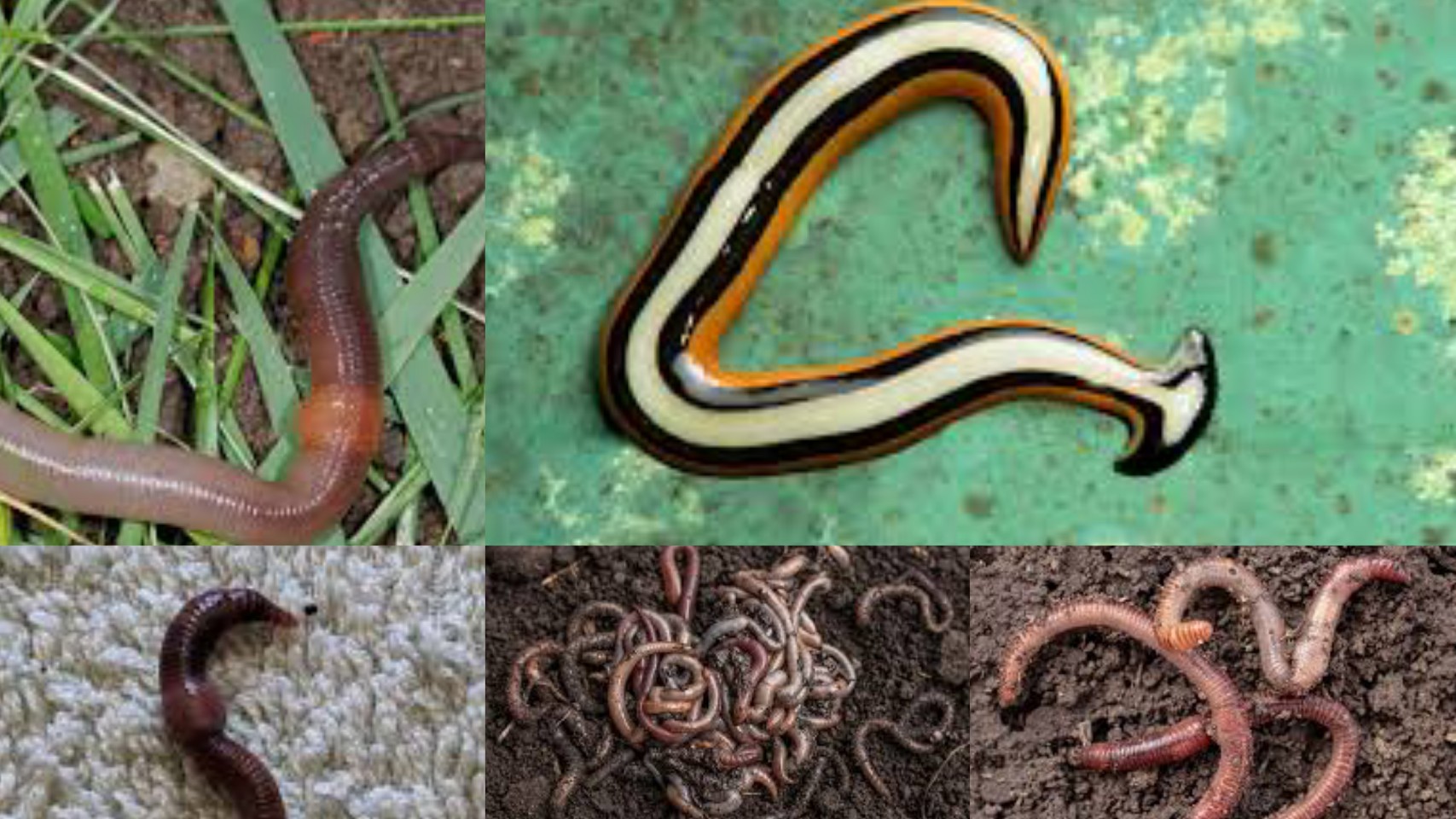 6 Types Of Earthworms In Texas - Texas Today