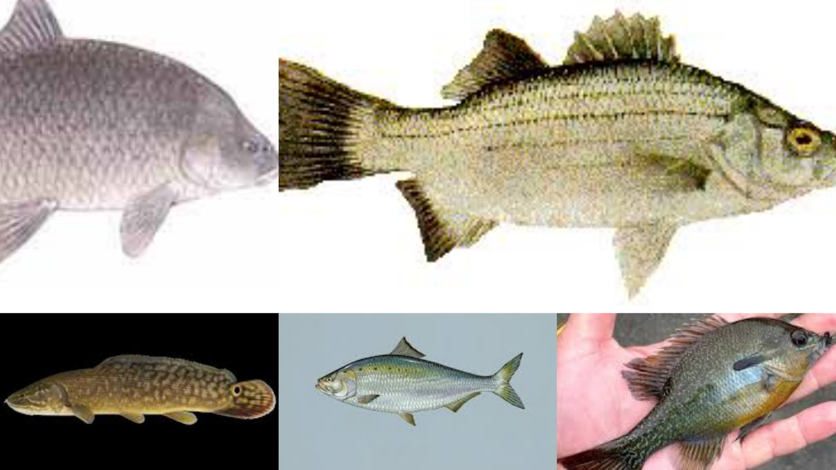 12 Types Of Fish In Texas - Texas Today