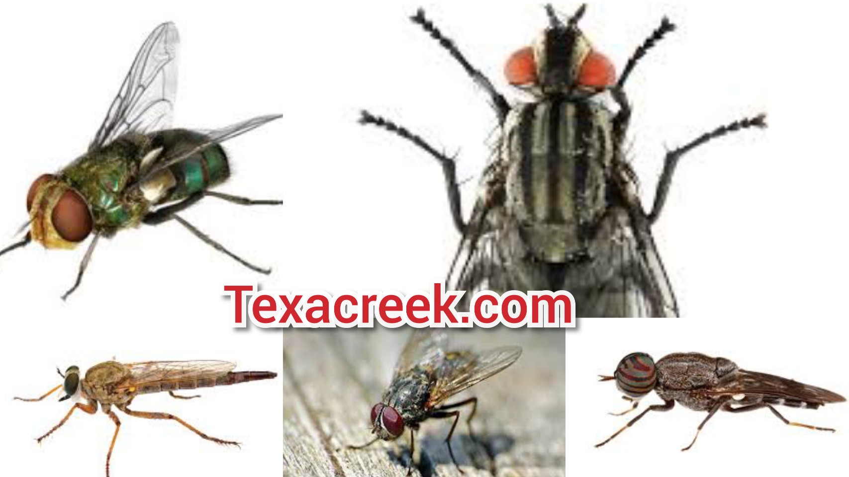 8 Types Of Flies In Texas Texas Today 8 Types Of Flies In Texas Texas Today