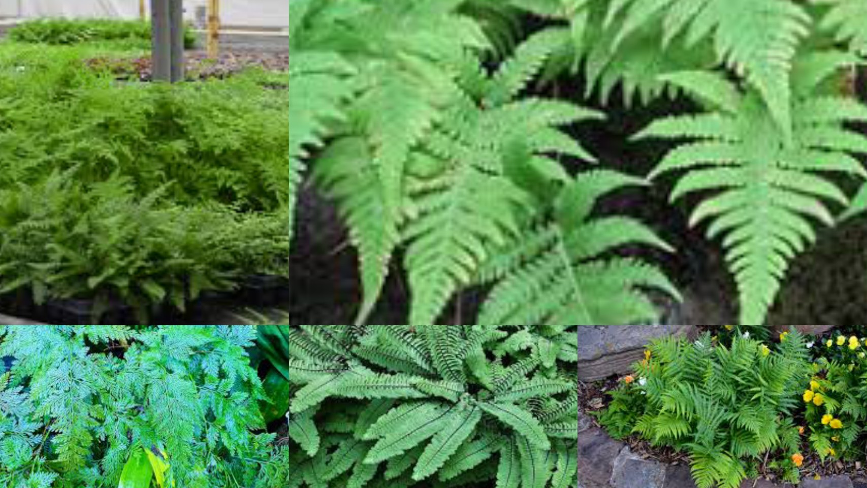 8 Types Of Ferns In Texas - Texas Today
