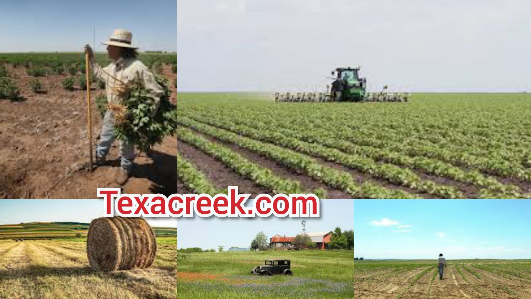 Top 10 Farming Areas In Texas [2025] - Texas Today