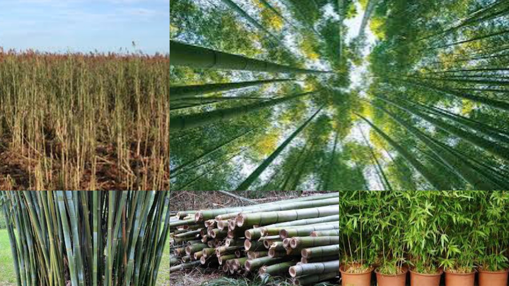 How To Start Bamboo Farming In Texas Step By Step Guide - Texas Today