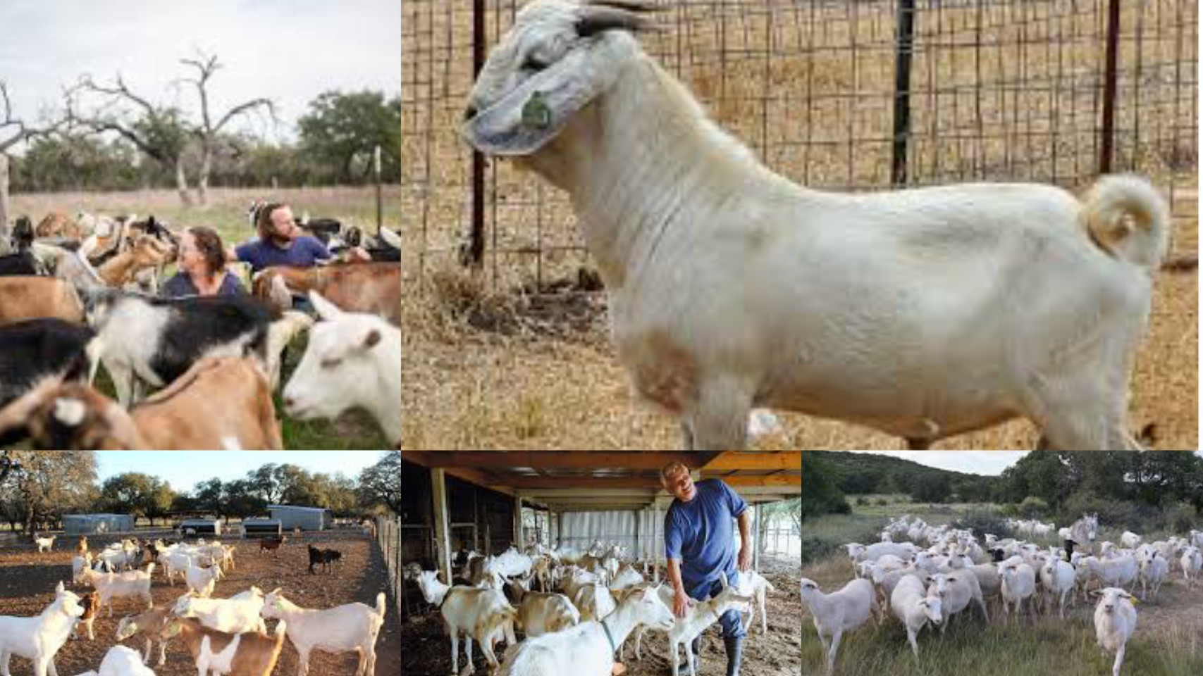 A Step-by-Step Guide to Starting Goat Farming in Texas - Texas Today