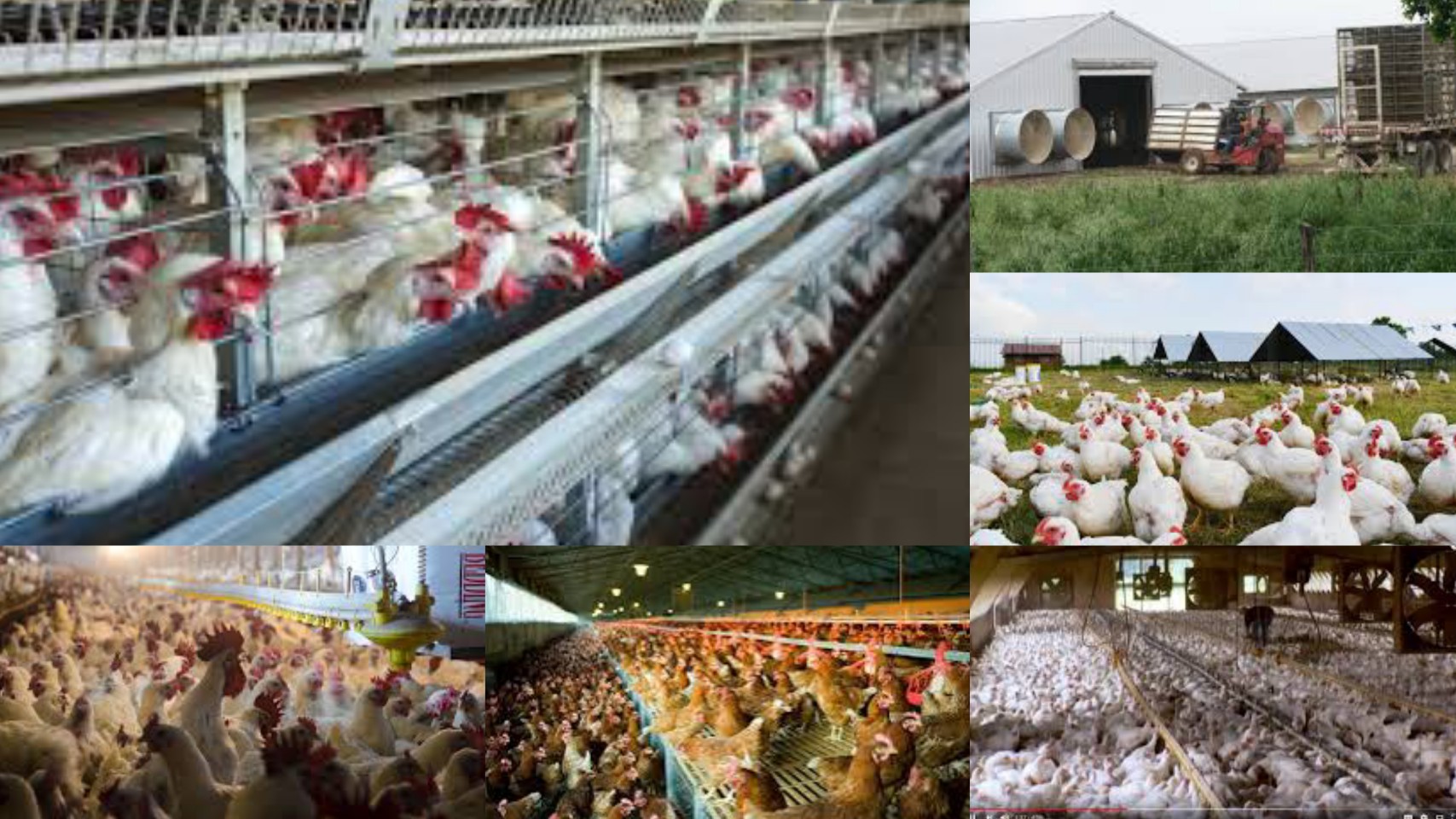 Top 10 Biggest Poultry Farm In Texas in 2025 - Texas Today