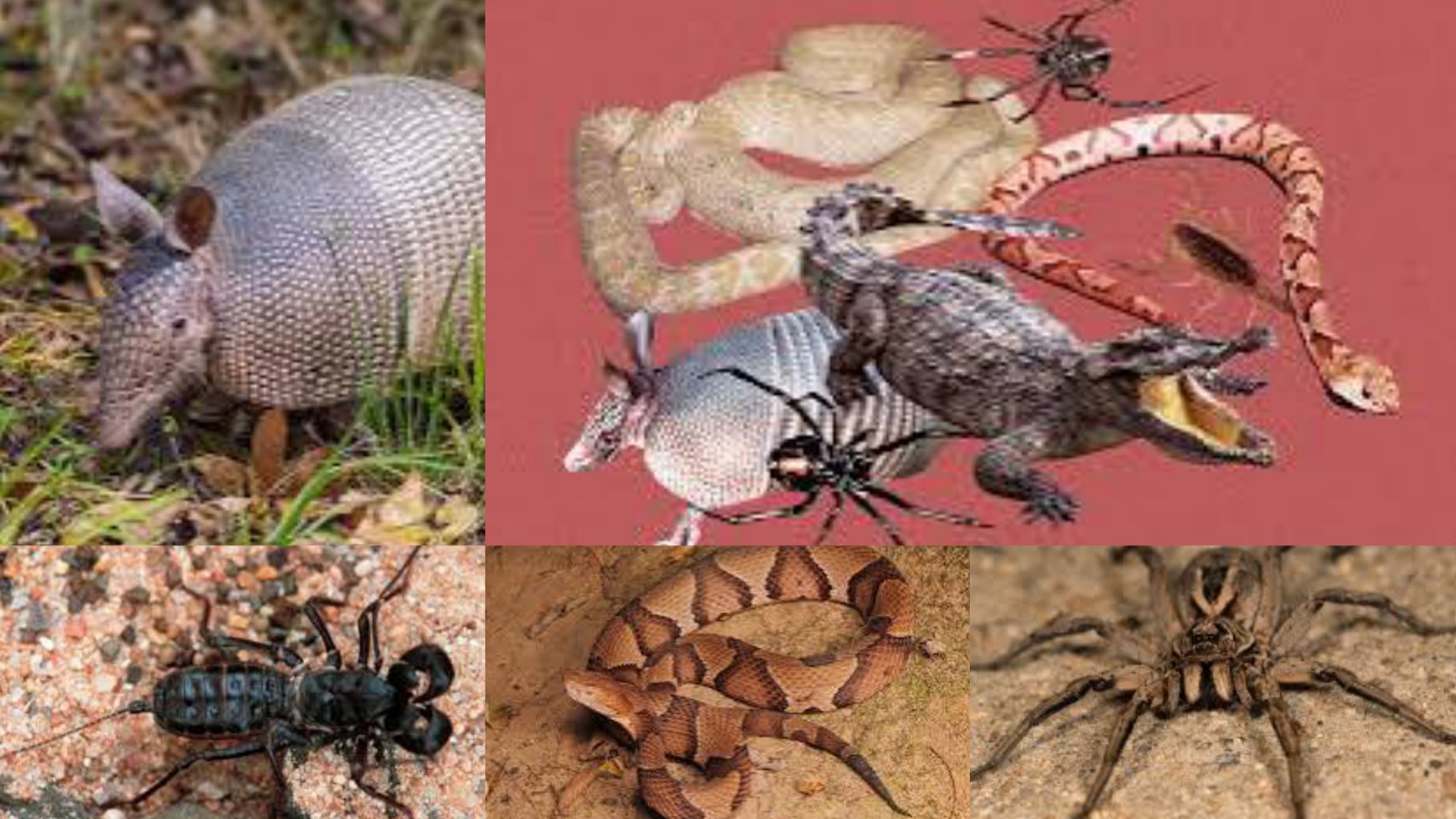 10 Deadliest Creature In Texas - Texas Today