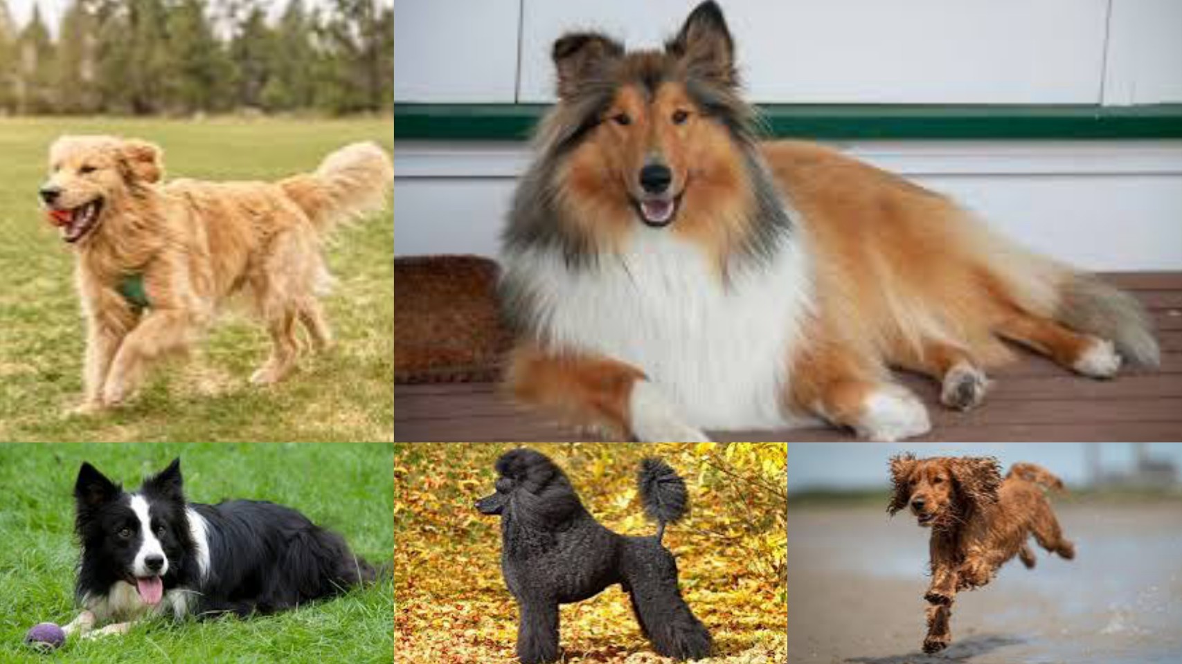 The 12 Smartest Dog Breeds Thriving in Texas (2025) - Texas Today